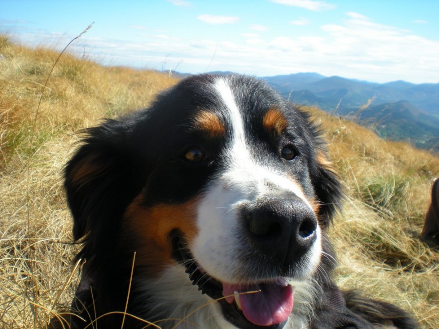 Il Parco dei cento laghi con i cani • Compagnia dei Cammini